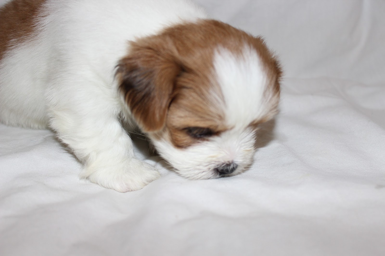 Lhasa Apso - Penny's Pups from birth to new homes