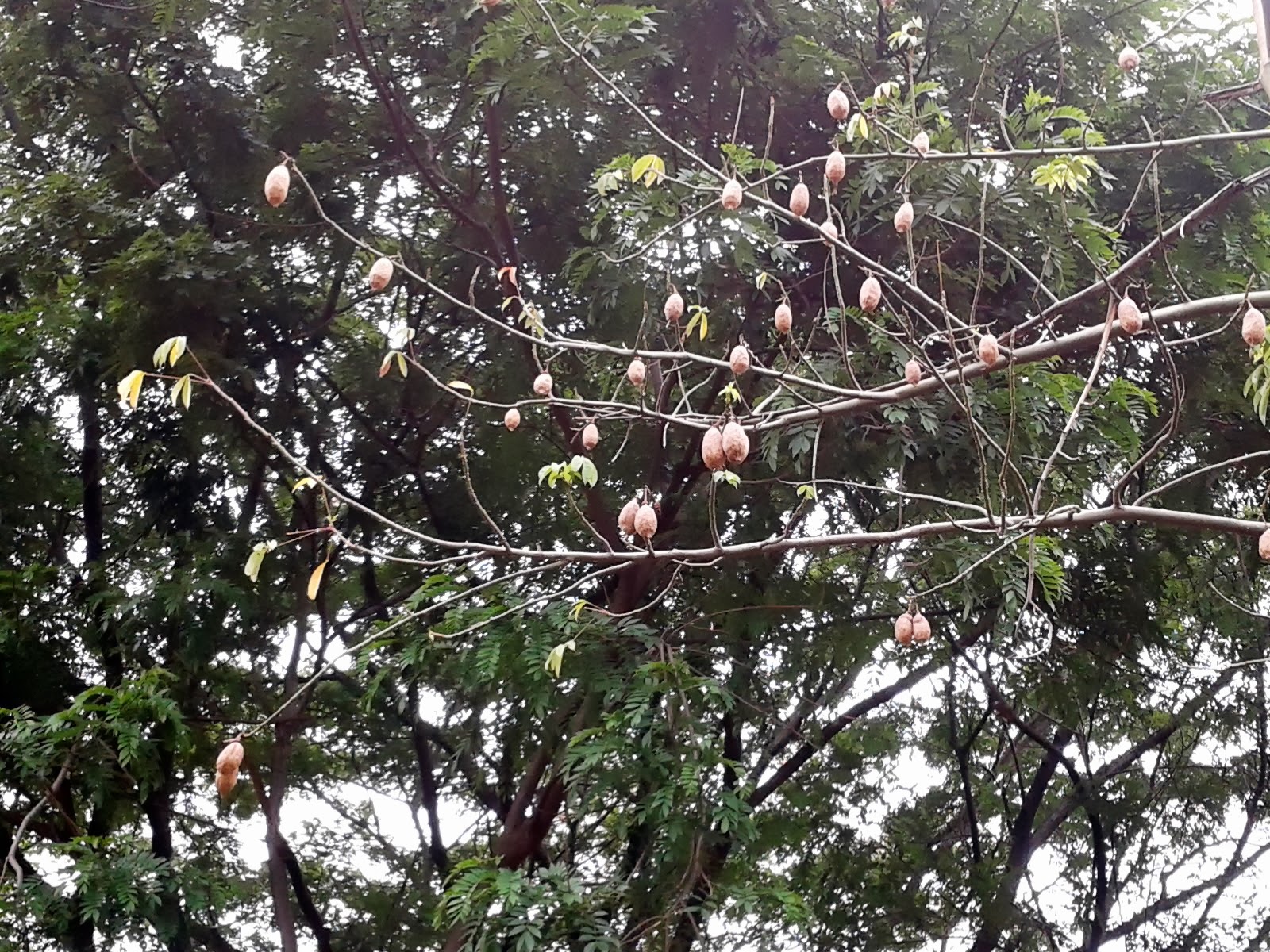Trees, Plants & more: Karanji Lake - Mysore