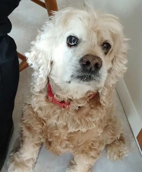 The Daily Bone: Saturday With Joey Dog