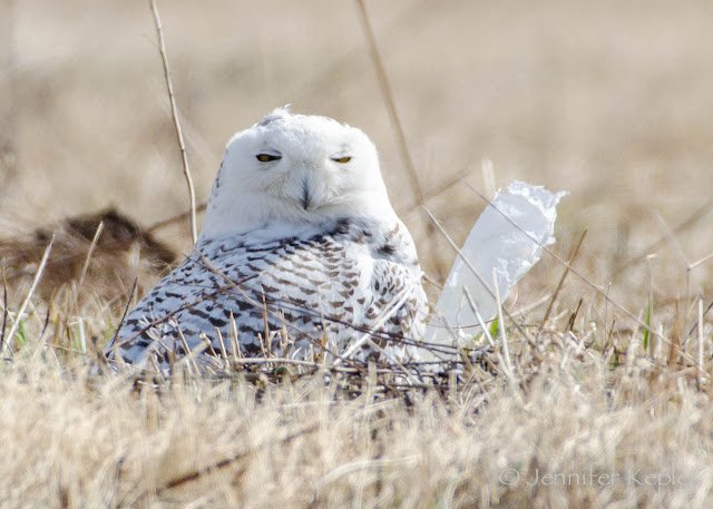 Snapshots of Nature: Trash Birds