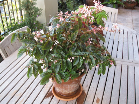 Gardening on my terrace