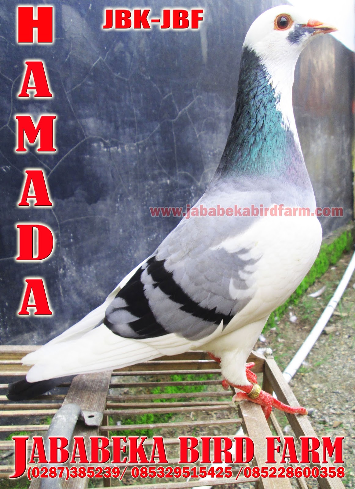 085228600358 / 085329515425 4 Karakter Kunci Merpati Kolong Juara Oleh ...