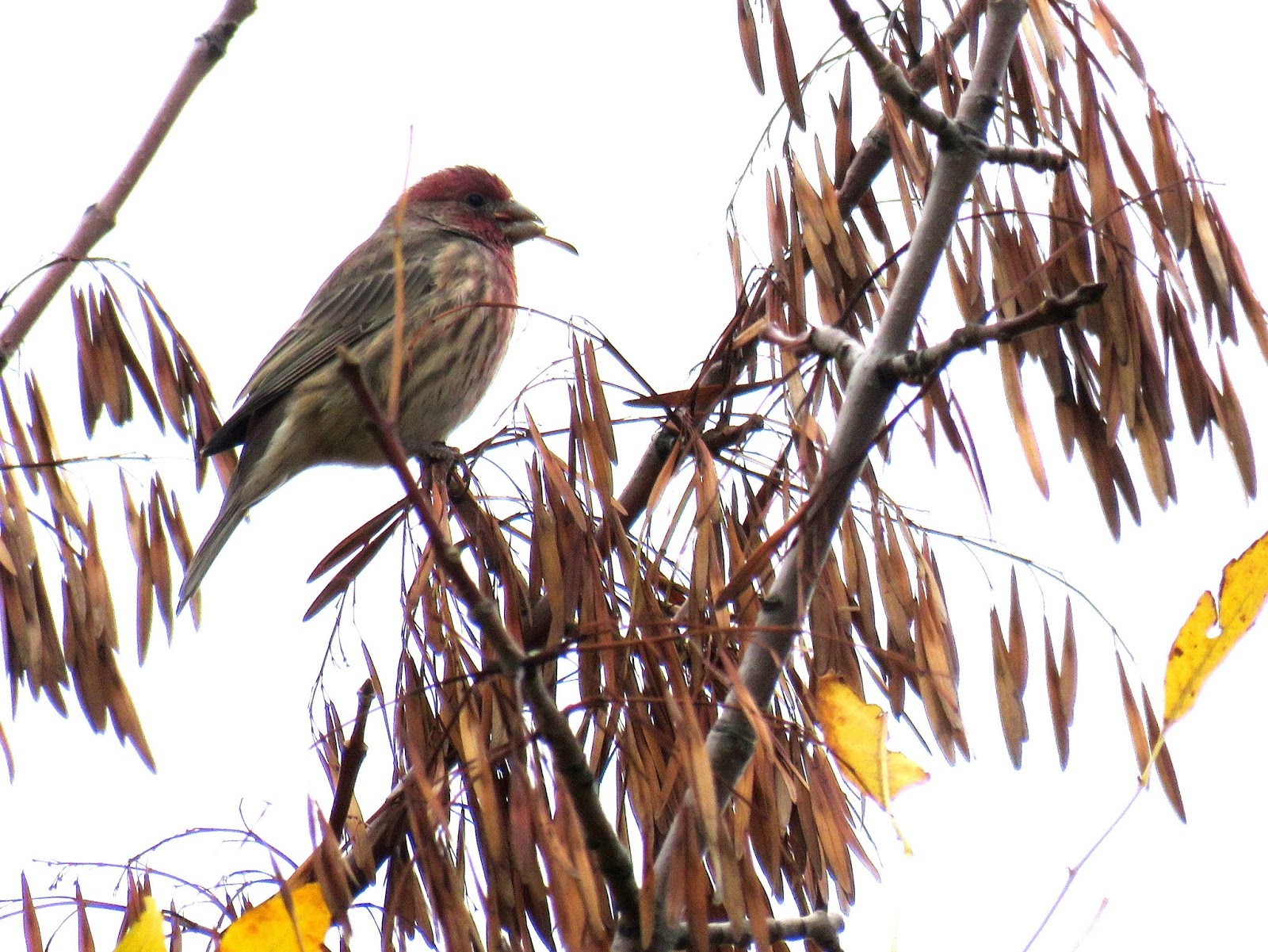 Bird & Travel Photos, Birding Sites, Bird Information: HOUSE FINCHES ...