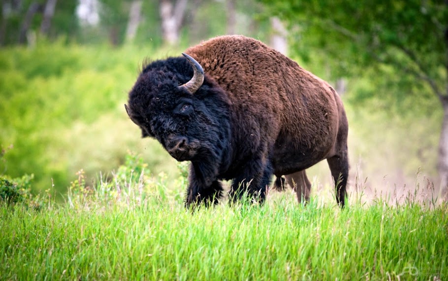 Bison Bison Animals | Interesting Facts & Latest Pictures | Animals Lover