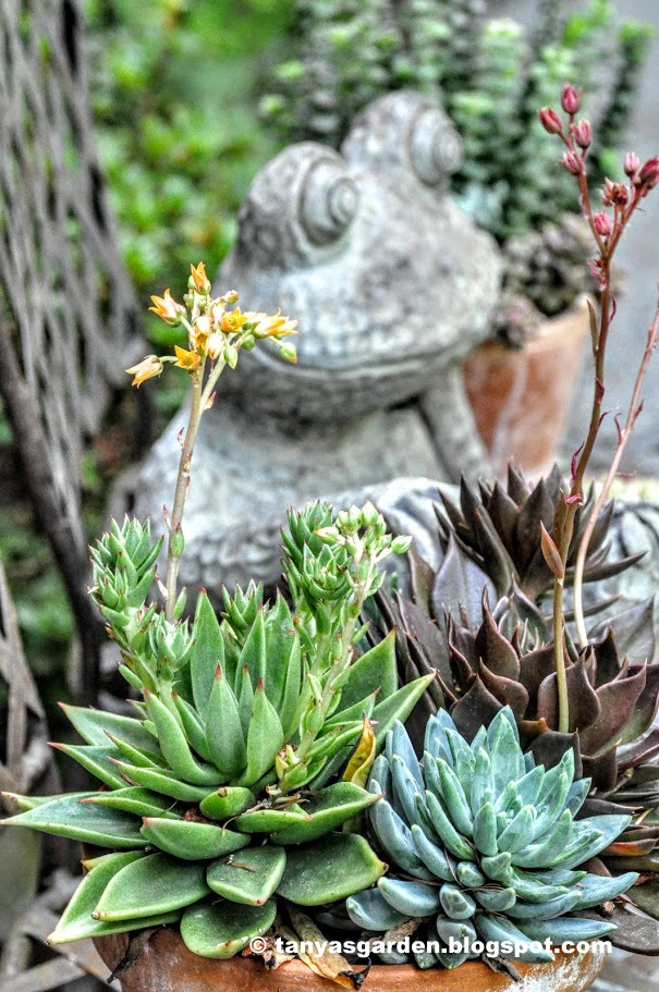 MySecretGarden: Some Pictures of My June Garden