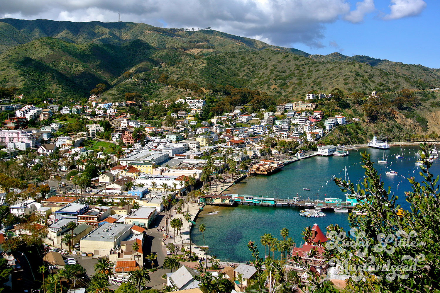 Dru sDippityDoDa s Catalina Island Here We Come 