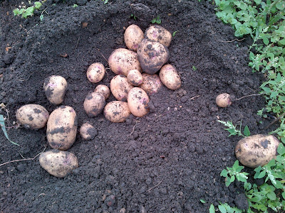 justthoughtsnstuff: five alls, lifting spuds, gosford park, dog better ...