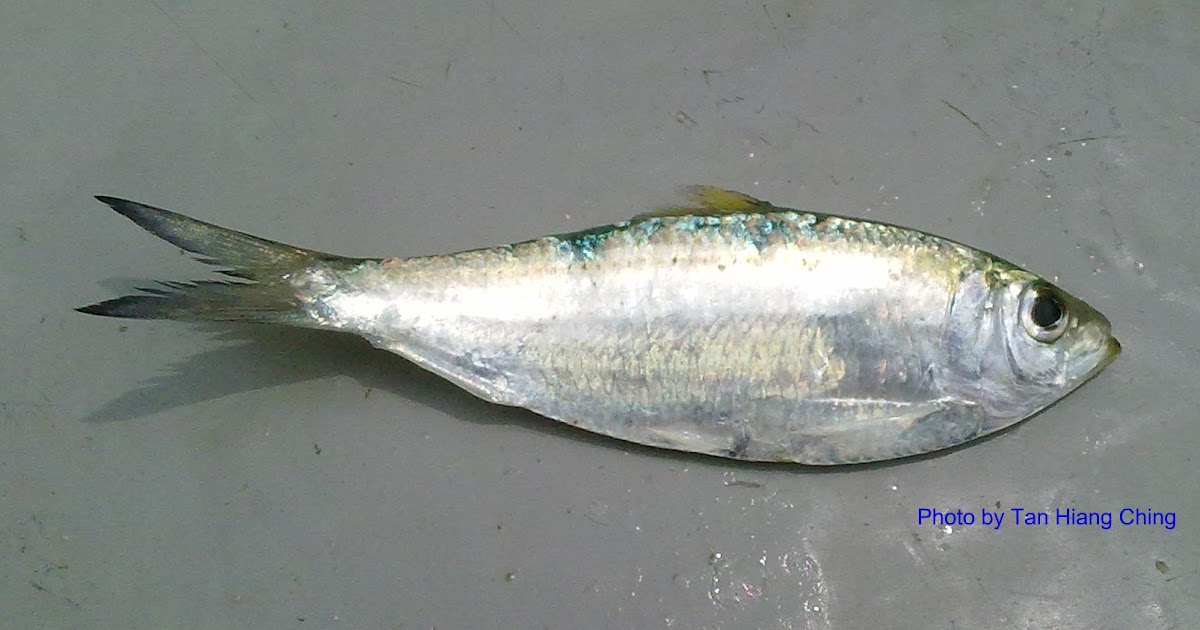 Ikan Tamban English Herring