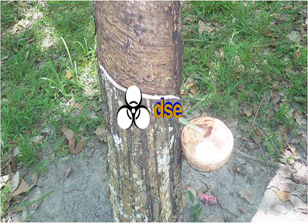 PENGEDAR BAJA ORGANIK NANOSEL TAWAN DANG (RED SUN): Pokok Getah dan ...