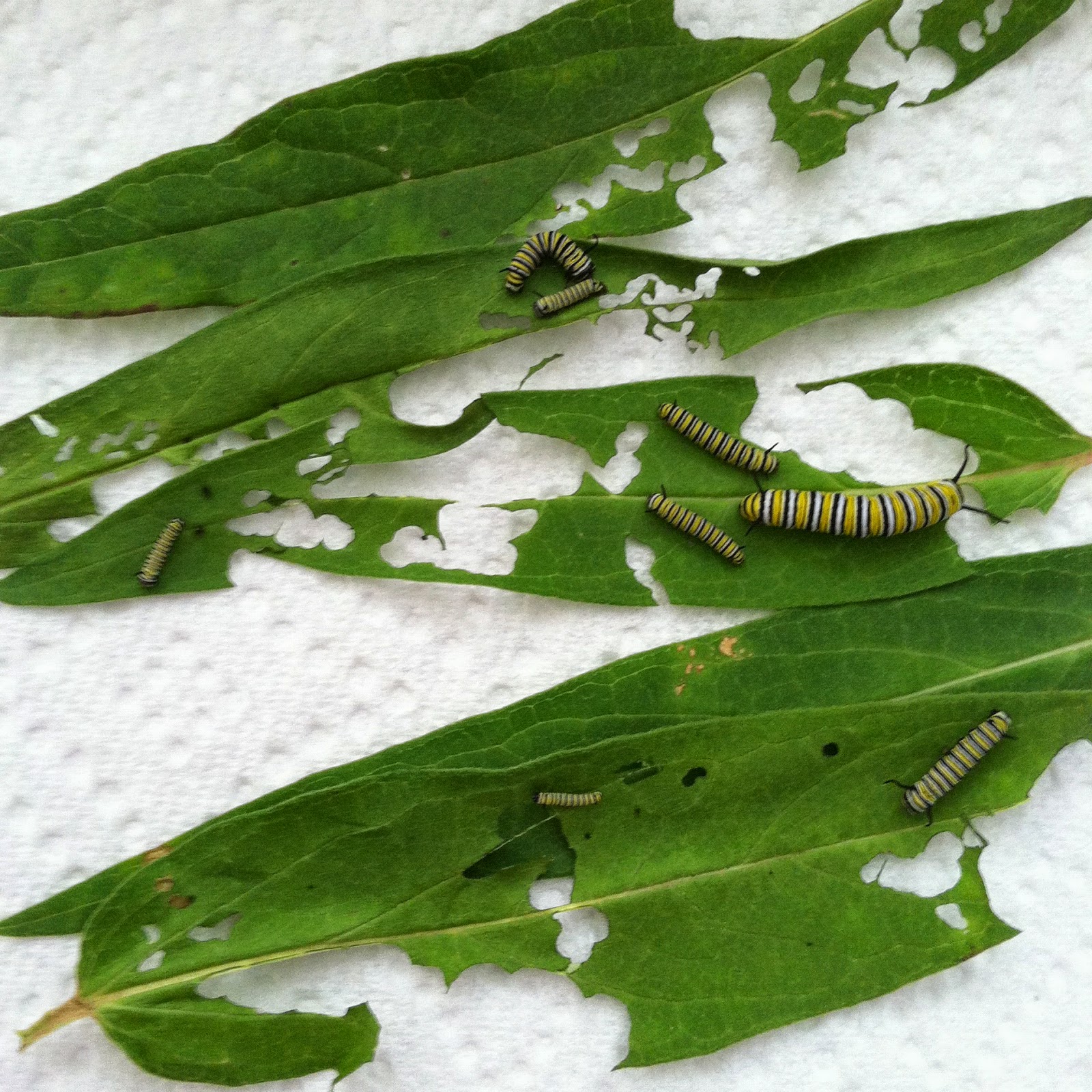 Monarch Butterfly Baby Caterpillar