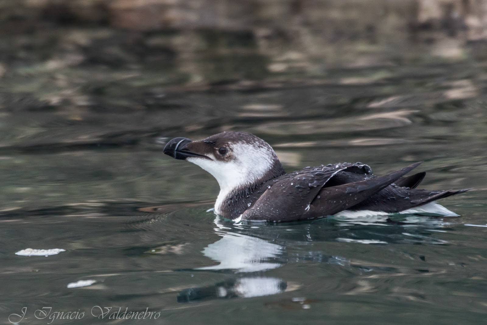 DocNatureBlog: El pingüino europeo. Alca Común (Alca torda). Alca Monxa.