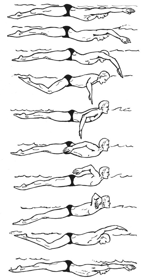 What are the optimal biomechanical principles to execute the butterfly ...