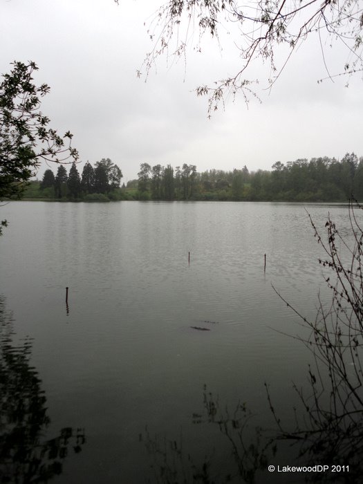 Lakewood Daily Photo: The Water Rose Even Higher at Waughop Lake
