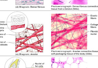 Tissue (biology) - Human Body Tissues