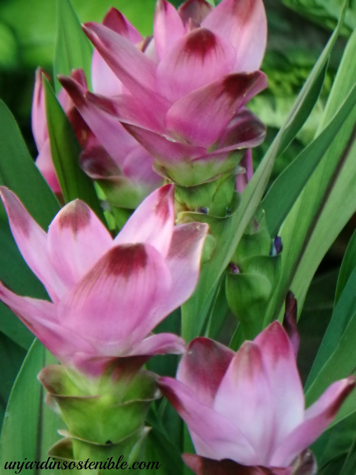 Cúrcuma amada (Cúrcuma, Tulipán de verano etc.)