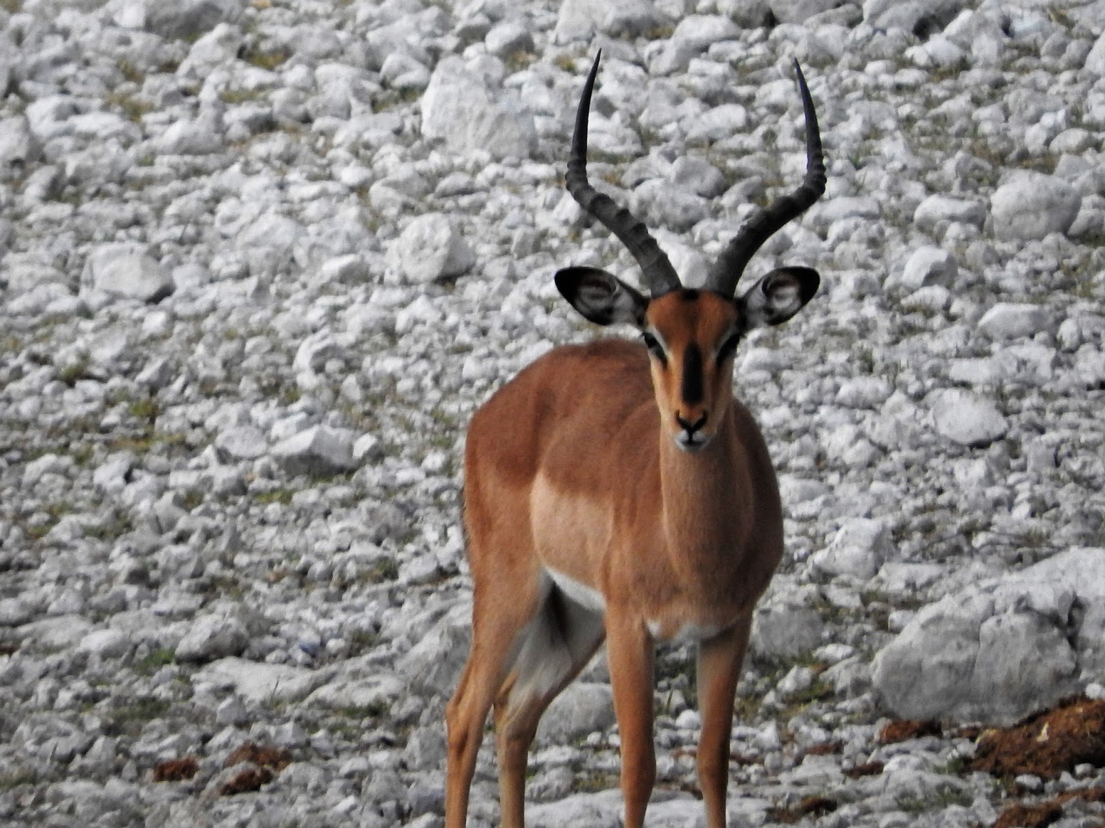 The Girl with the Panda Tattoo: Overland Africa: The Wildlife