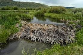 Terra Forming Terra: World's Largest Beaver Dam Explored by Rob Mark