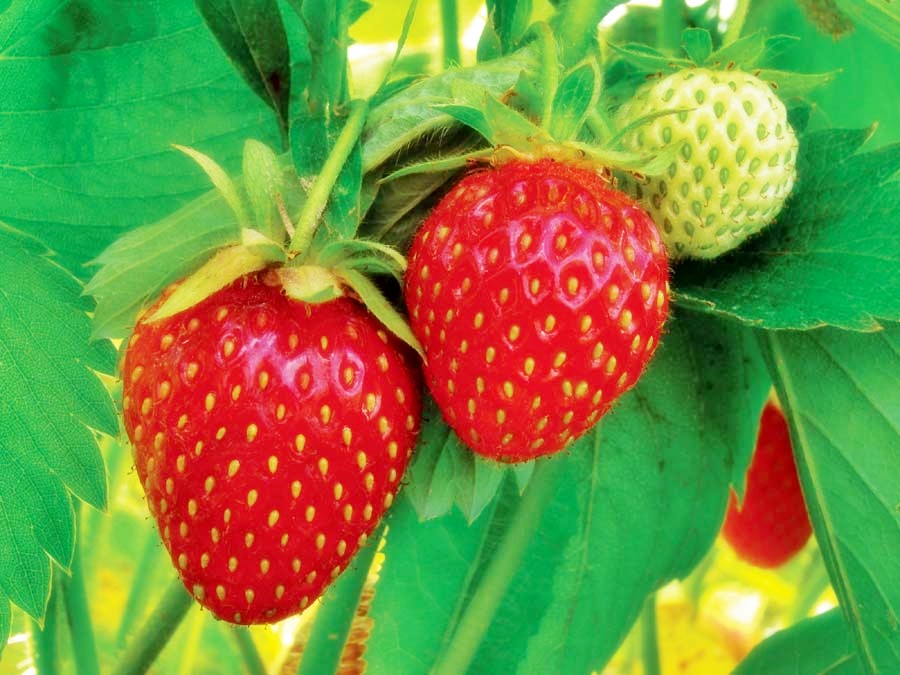 Budidaya strawberi - BUDIDAYAKU