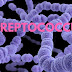Streptococcus canis