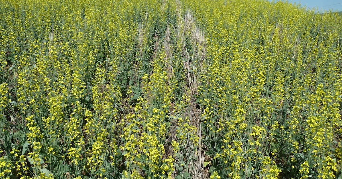 FARMING THE PALOUSE: GROWING A CROP IN TALL STANDING STUBBLE