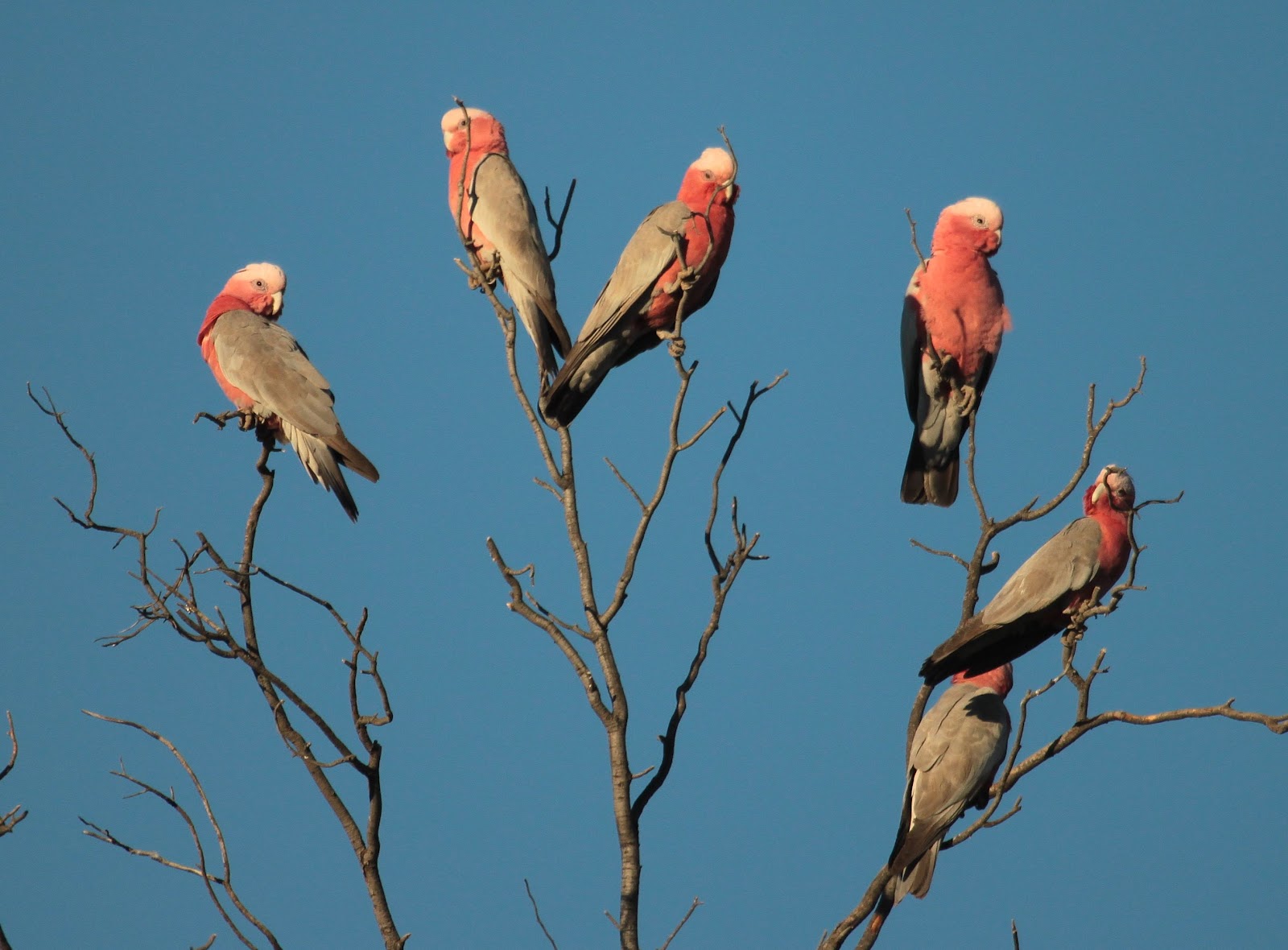 Richard Waring's Birds of Australia: Mulga Parrots, Major Mitchell ...