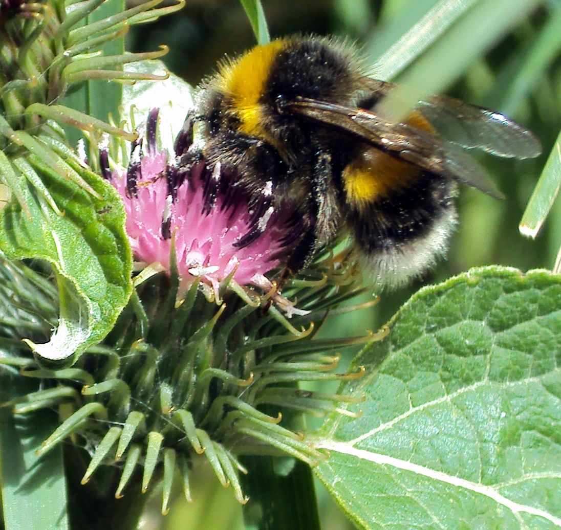 Taxonomía Arthropoda: Clase Insecta Orden Hymenoptera