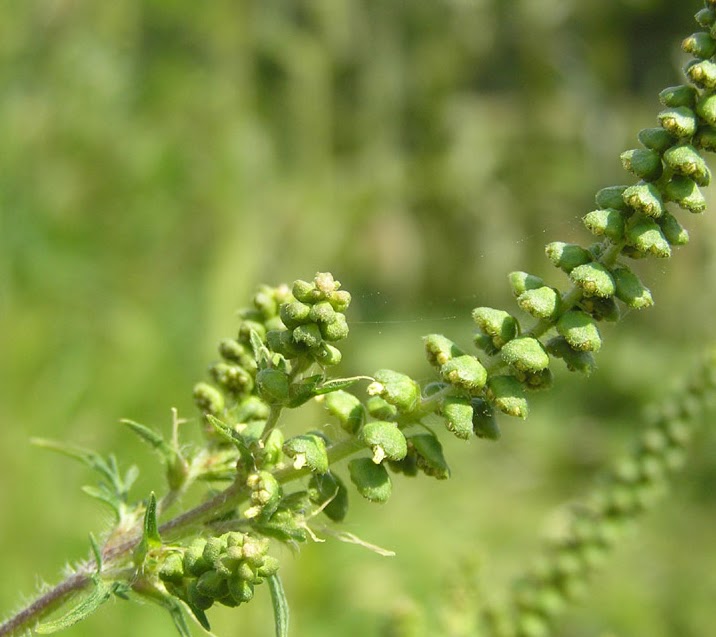 insieme per gerenzano: AMBROSIA: COME RICONOSCERLA, COME COMBATTERLA