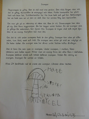Idag i skolan: Svampens delar och mycel på plats