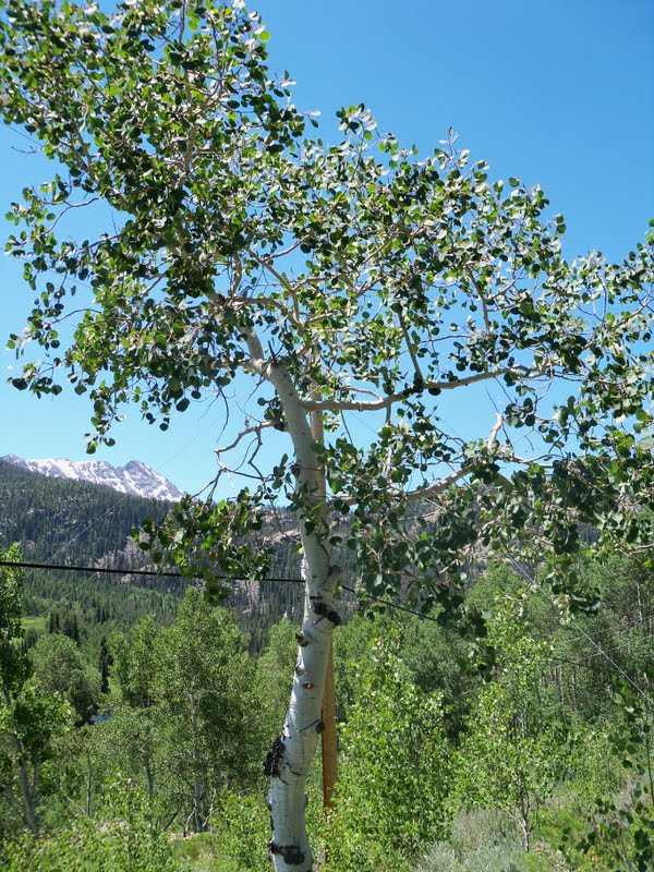 Trail and Park Reviews: Lower Cataract Lake Loop/Creek, North of ...