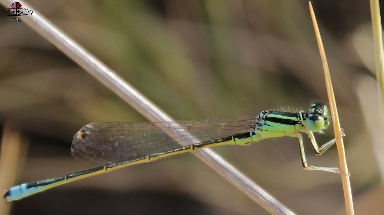 Fauna y flora de Peralta: Caballito del diablo. Familia de las cygopteras.