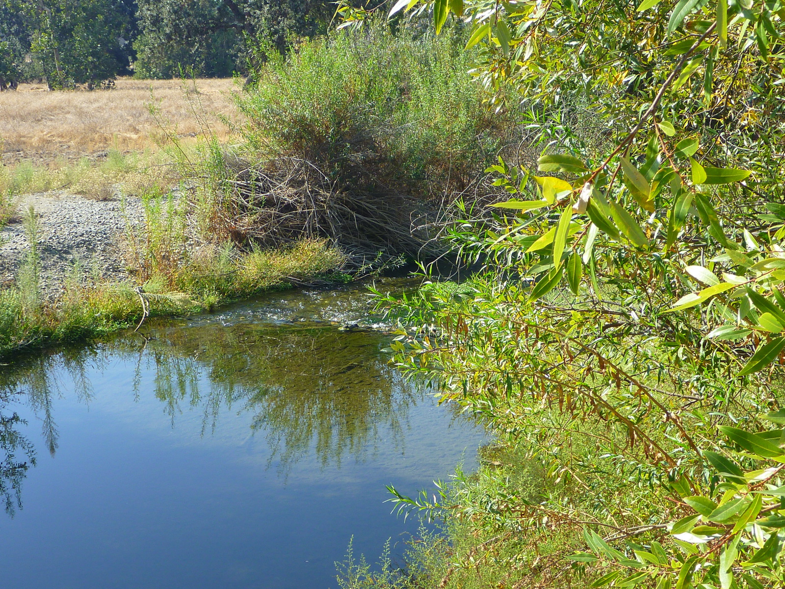 Trailing Ahead: Sycamore Grove Park south of Livermore, California