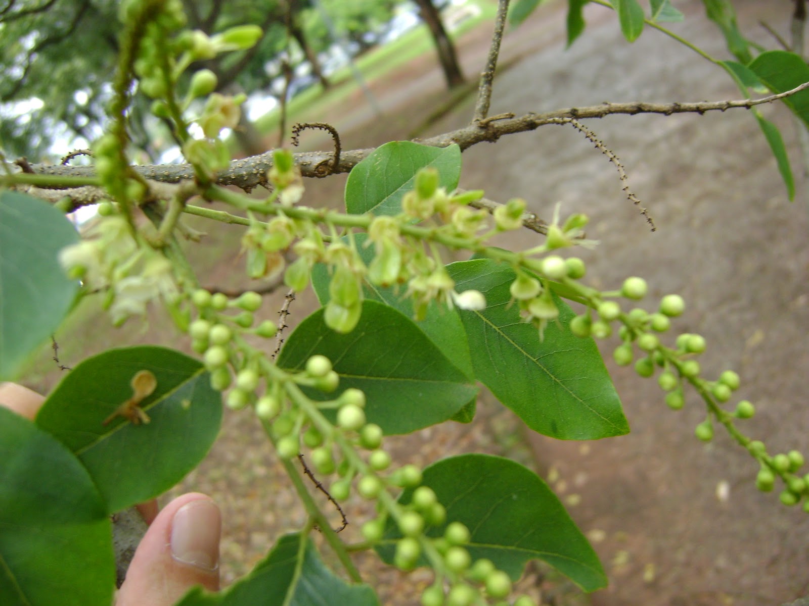 The Flowering plants (Leguminosae - Fabaceae): Ateleia