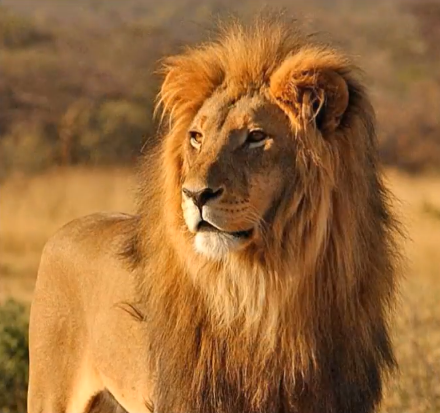 Neckbeard Society: Neckbeards across the animal kingdom