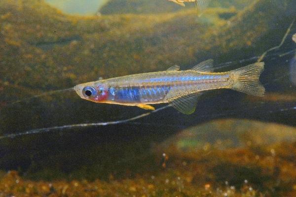 INDONESIAN FRESHWATER FISH COMMUNITY - IFFC: RAINBOW II