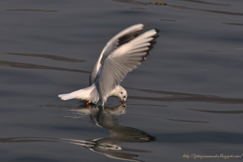 In linii mari: noiembrie 2011