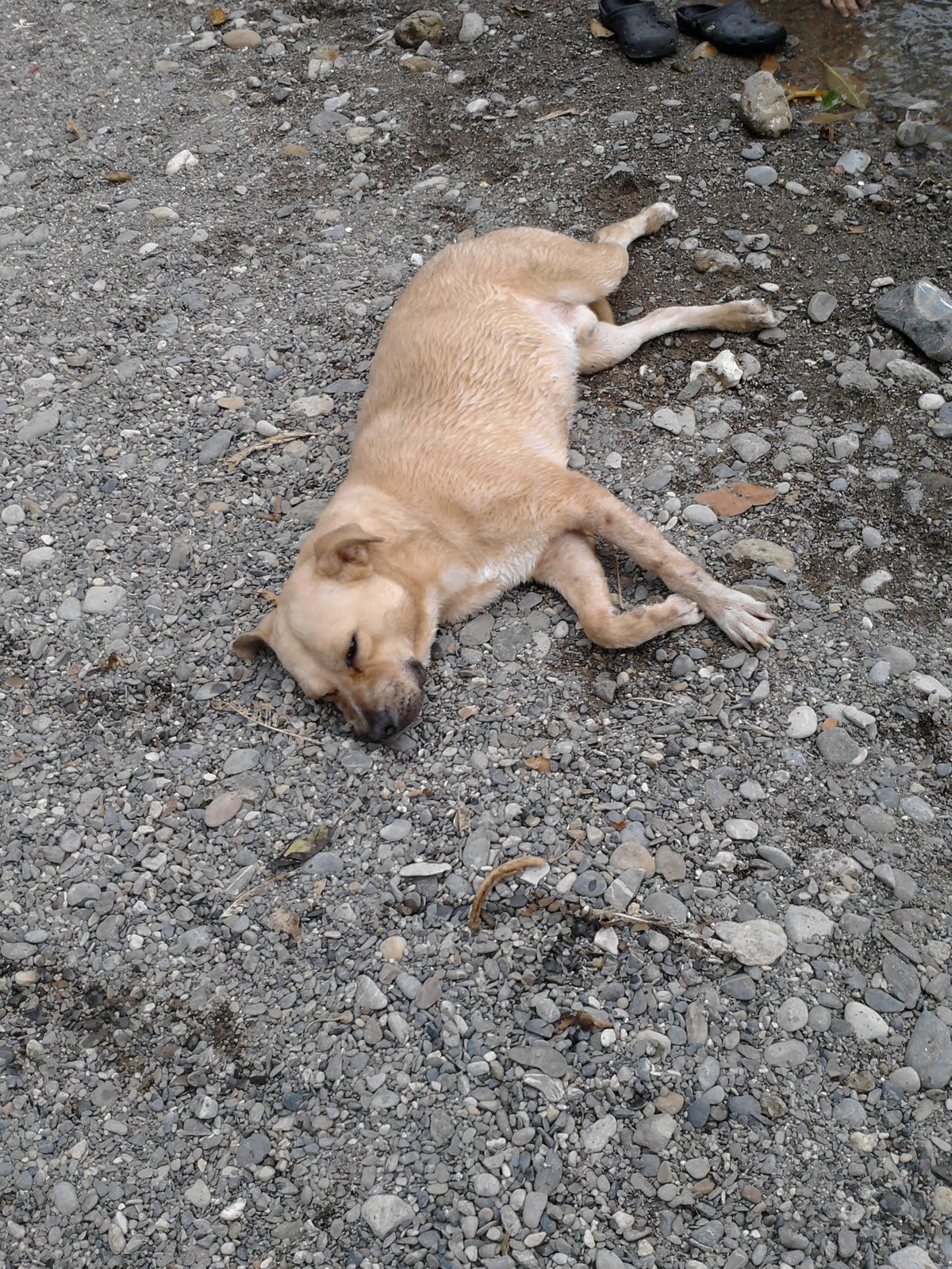 Taztaraztaztaz: SOY UN PERRO AMARILLO