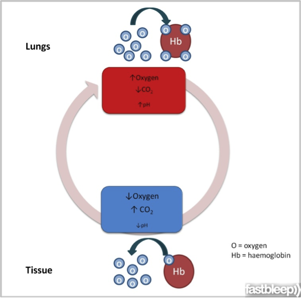Senior Biology: Circulation and Cardiac Cycles