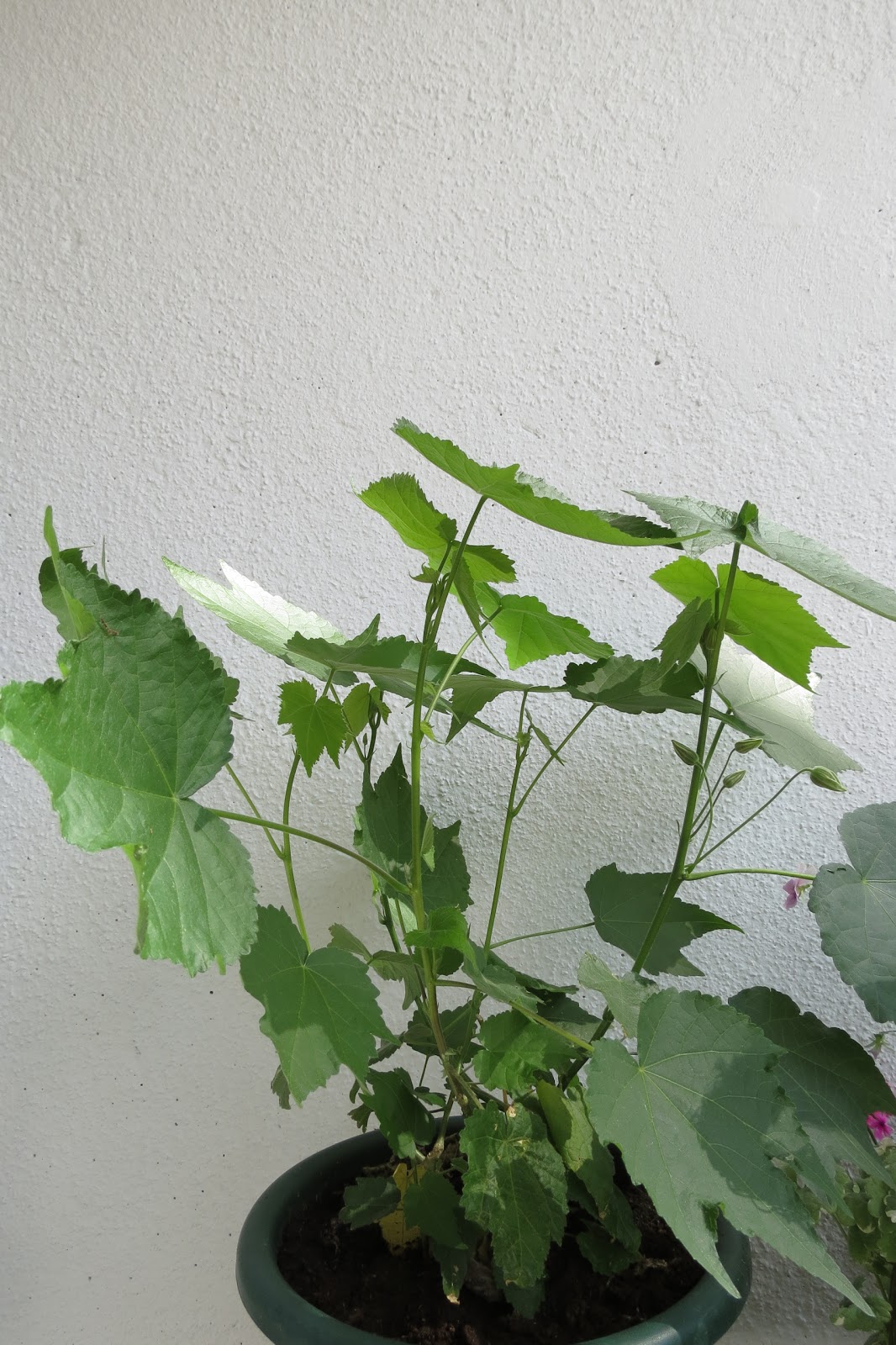 Kukkailua: Vaahtera-aulio