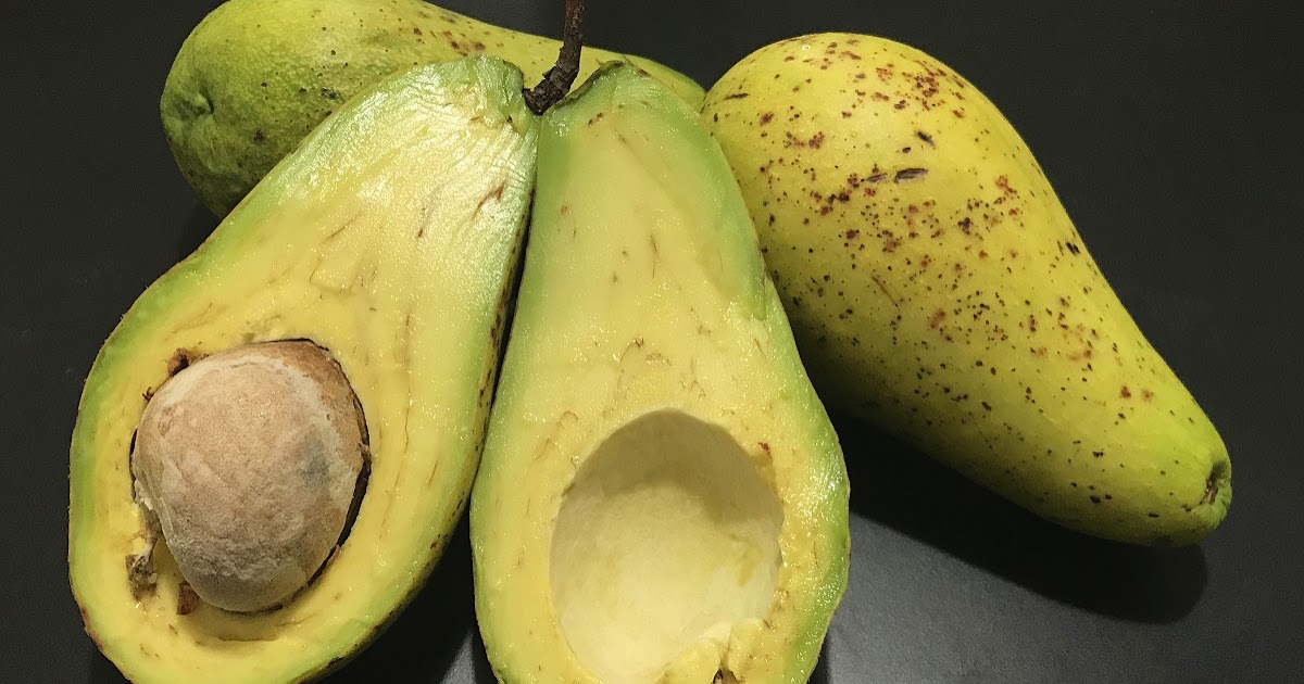 Viveiro Ciprest - Plantas Nativas e Exóticas: Abacate Manteiga ( Persea ...