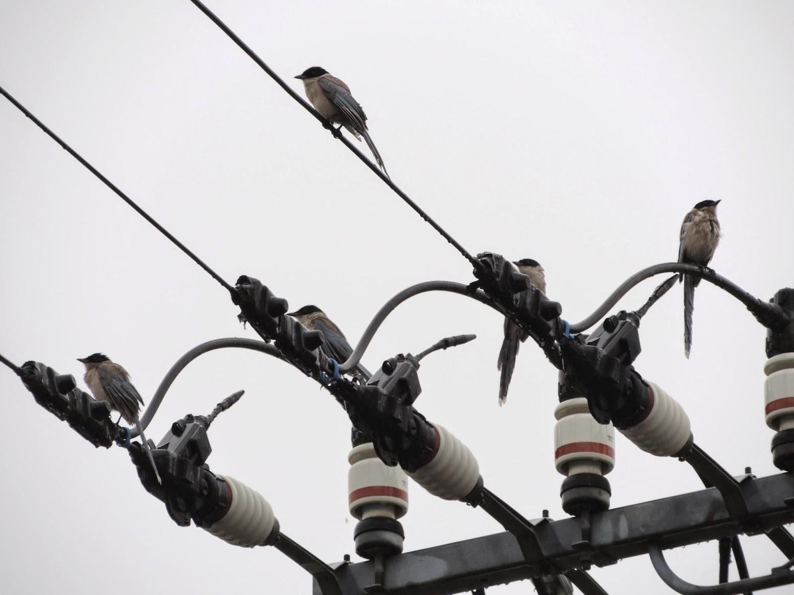 Birding in Japan: Azure-winged Magpies (Onagaオナガ)