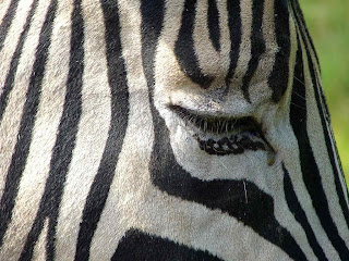 An Israeli Queen's Muses: US The New Third World Country