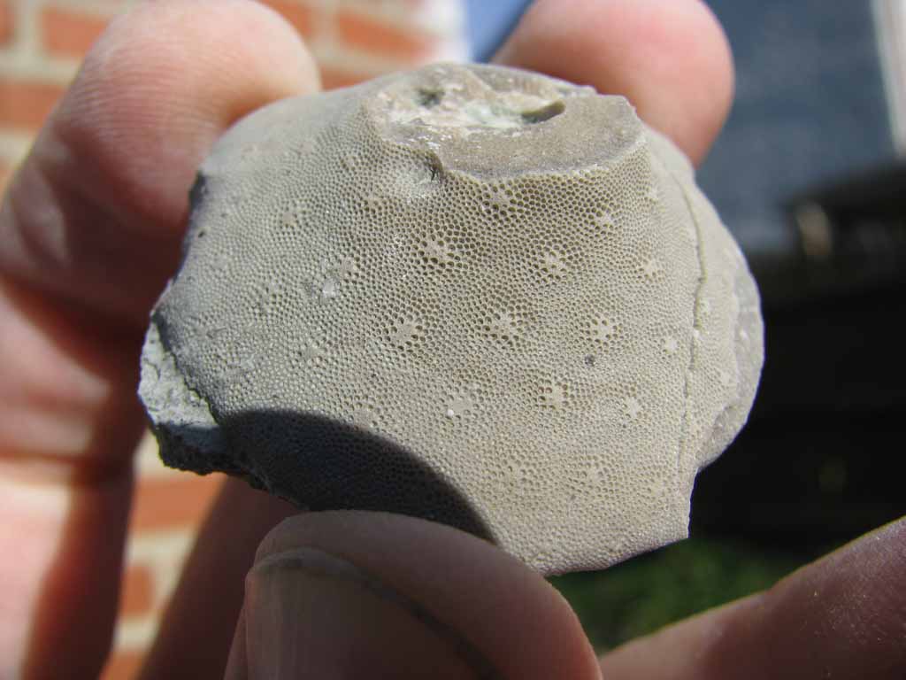 Views of the Mahantango: Prasopora from the Verulam formation