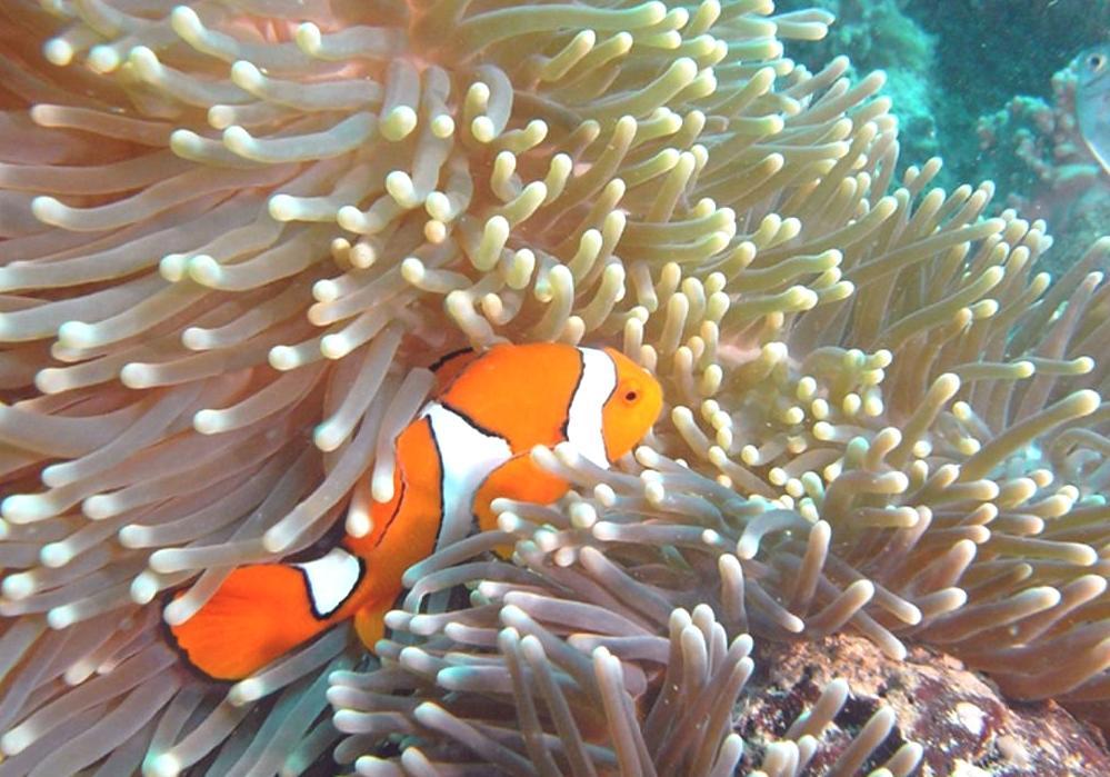 Amphiprioninae - Clown Fish Predators