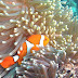 Amphiprioninae - Clown Fish Predators