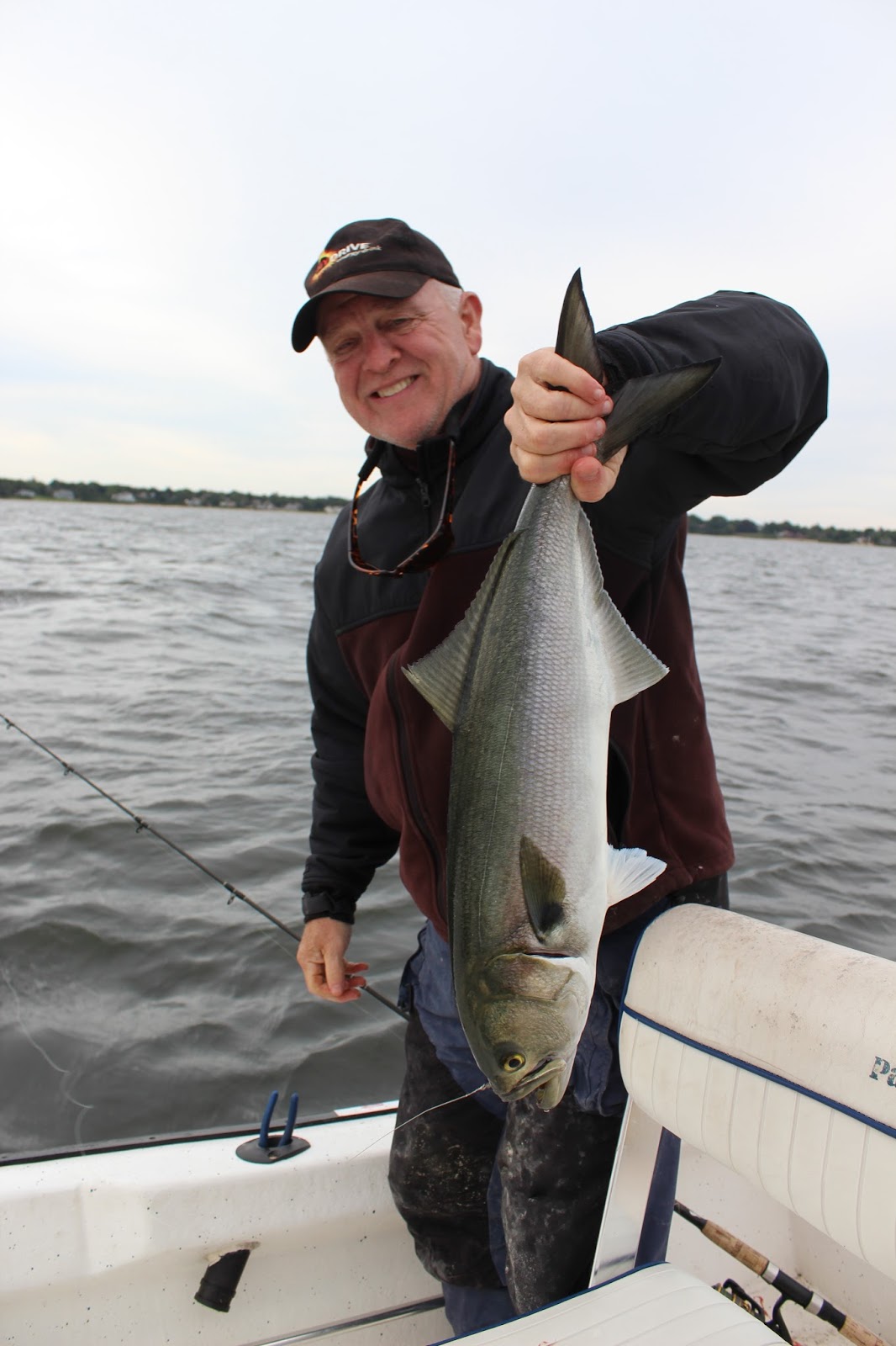 Rhode Island Striped Bass: Increasing Numbers of Bluefish