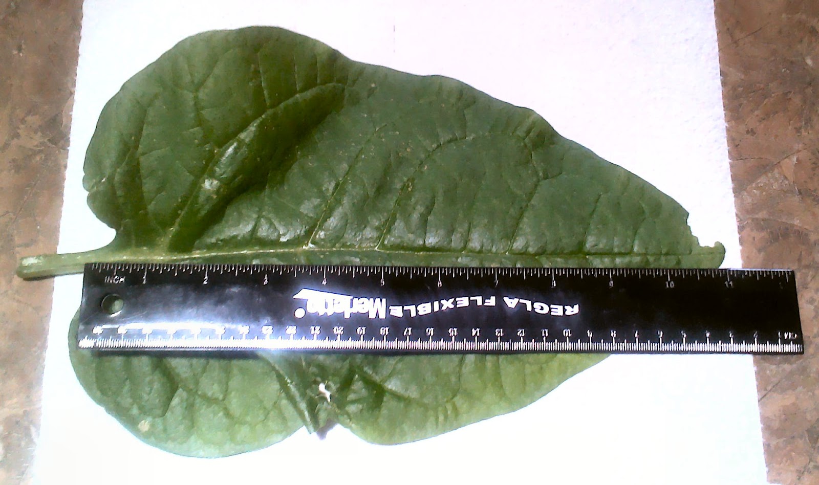 Foto Blog Puerto Rico: Hojas de Espinacas Gigantes