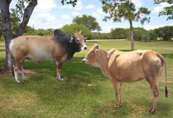 Menuju Wasbitnak Profesional: SAPI ACEH