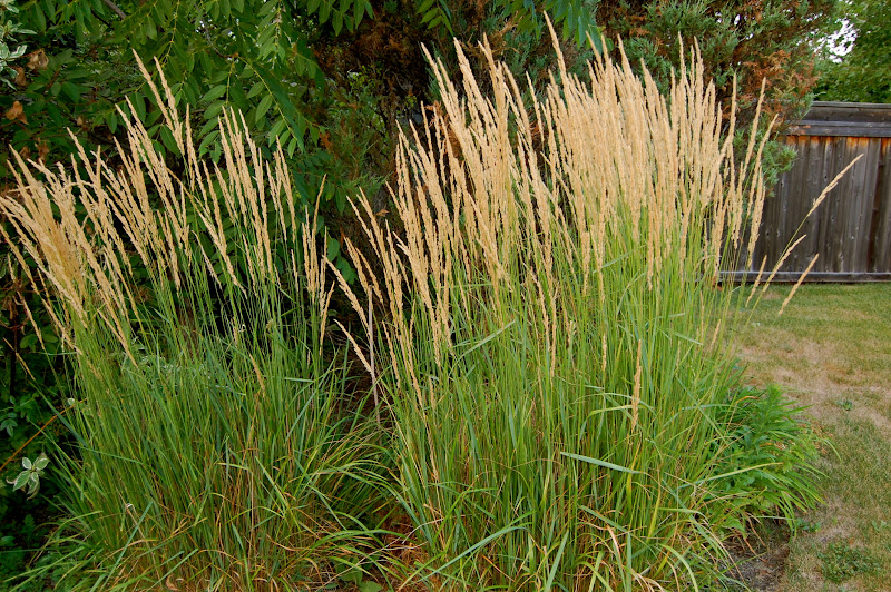 Astrid's Garden Design: Ornamental Grasses