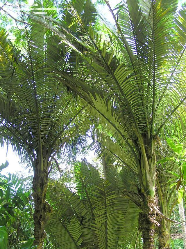 Pakadto sa Paraiso: The Antique Heritage Tour: Buri Sang Antique: The ...