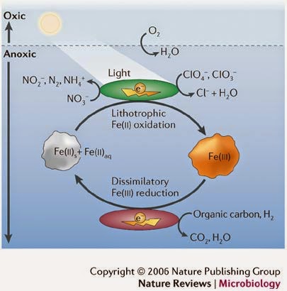 Microbe Hunter : biogeochemical cycles